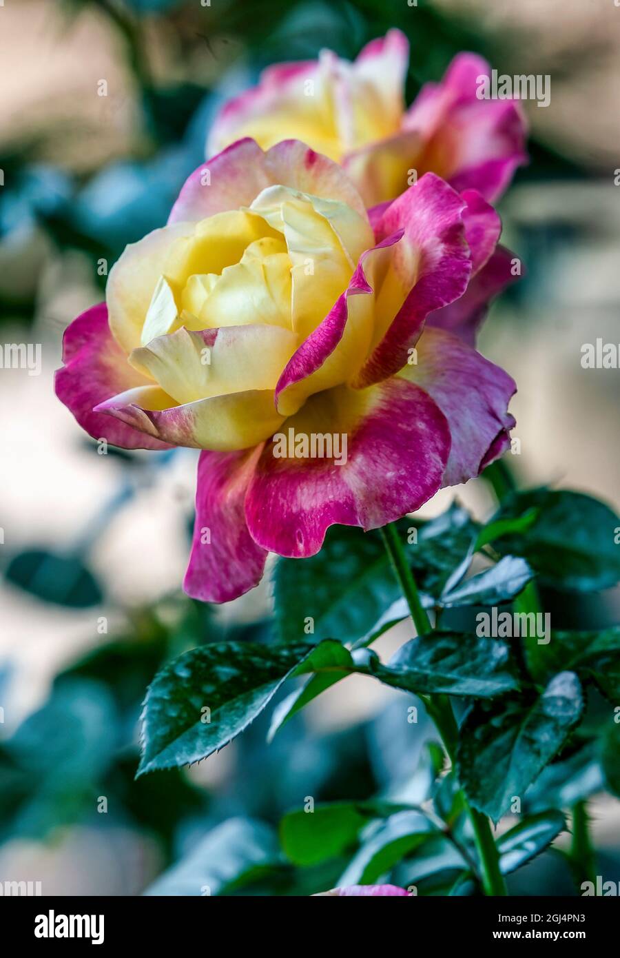 Dual colored hi-res stock photography and images - Alamy