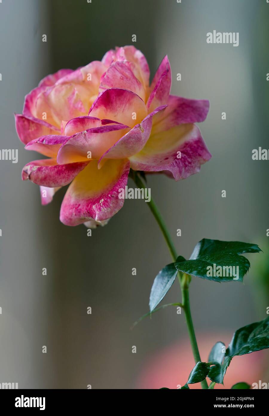 Dual colored flower hi-res stock photography and images - Alamy