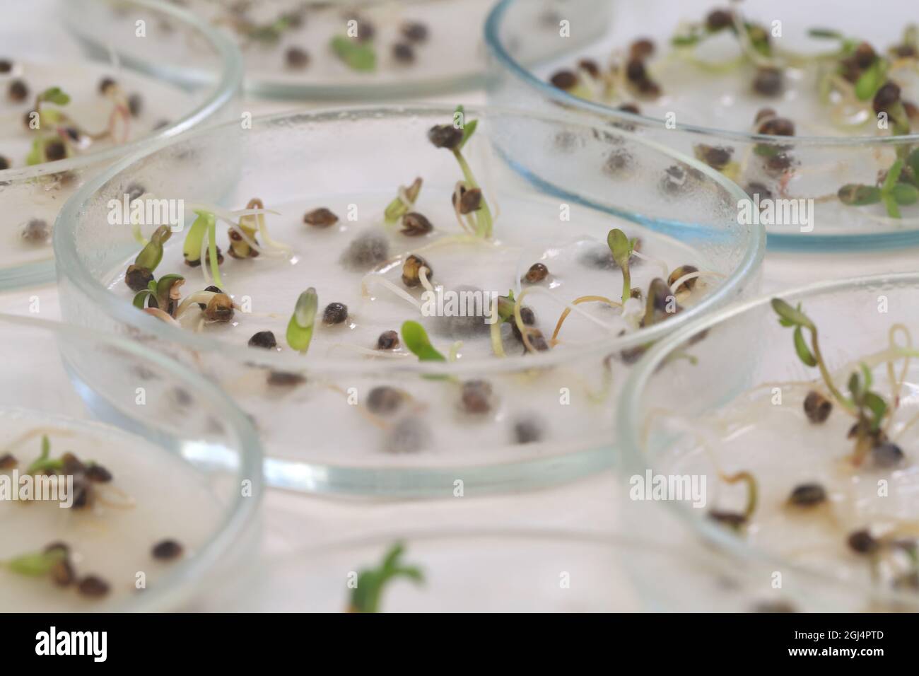 Studying mold on germinated seeds in a science laboratory Stock Photo ...