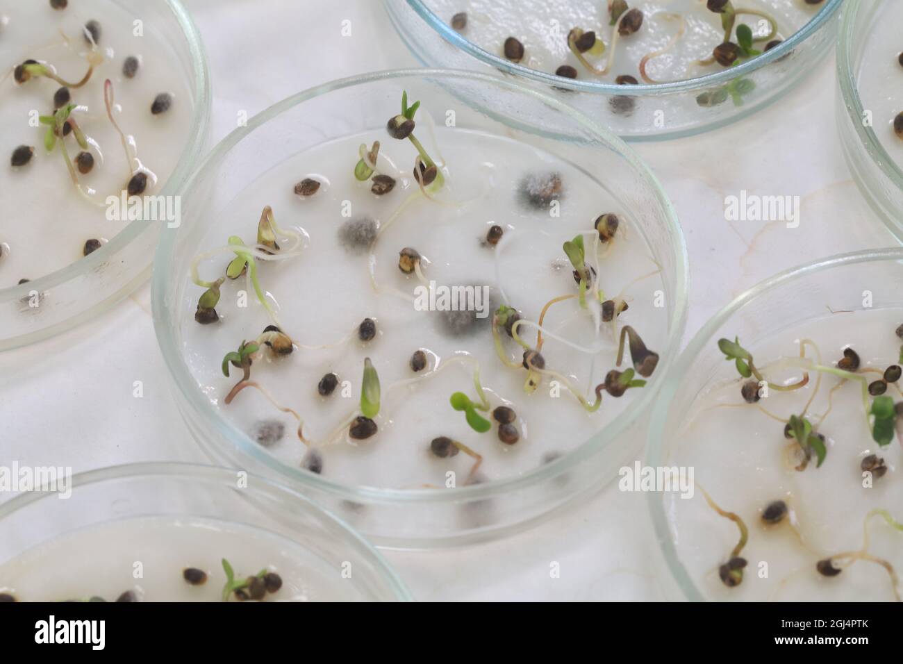 Studying mold on germinated seeds in a science laboratory Stock Photo ...