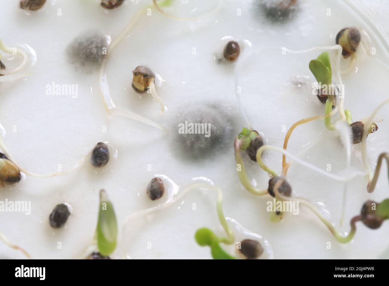 Studying mold on germinated seeds in a science laboratory Stock Photo ...