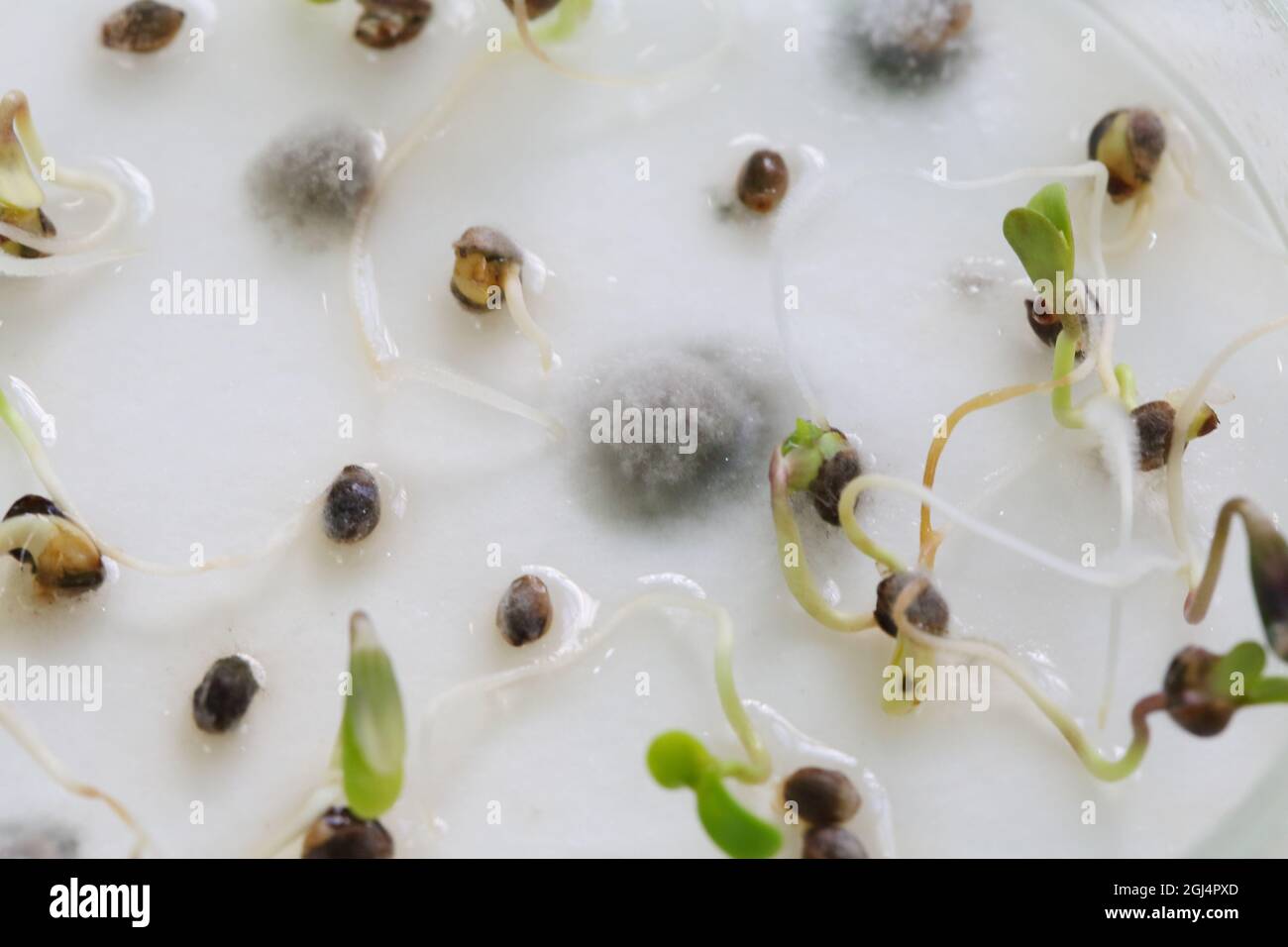 Studying mold on germinated seeds in a science laboratory Stock Photo ...