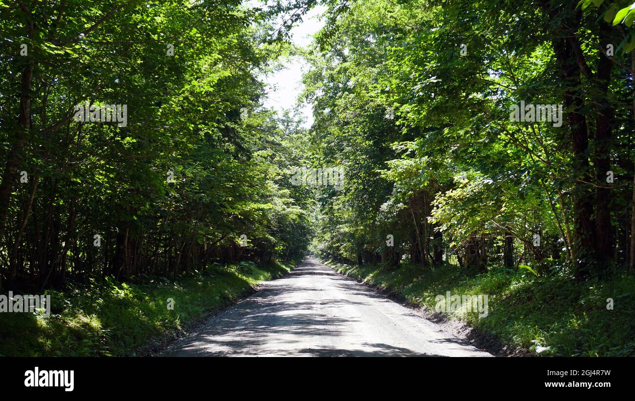 Path in the Forest, Road to the Unknown Stock Photo - Alamy