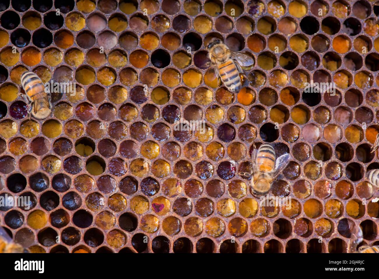 Beehive frame hi-res stock photography and images - Alamy