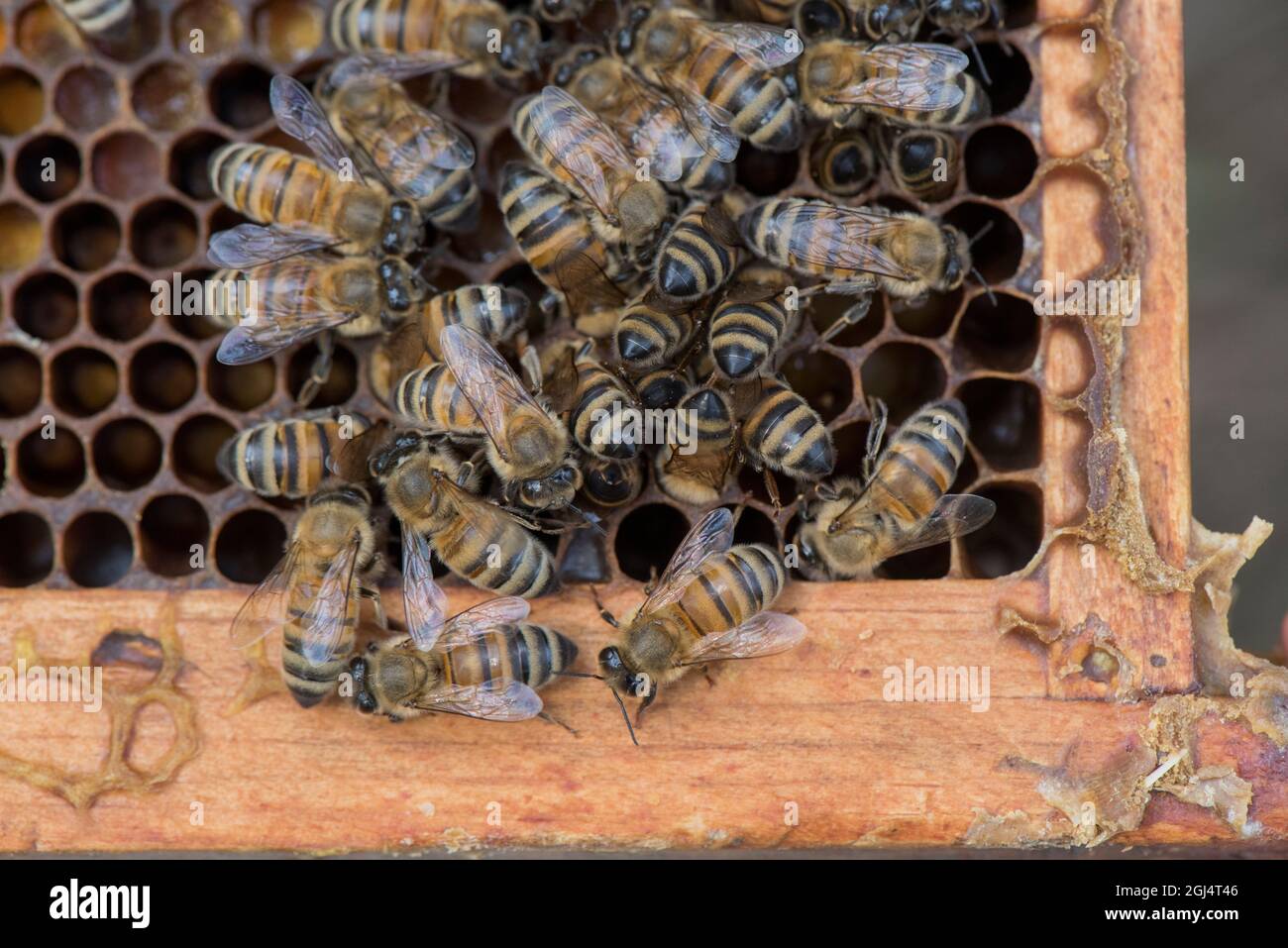 A cluster of bees on a Langstroth hive depositing nectar and pollen ...