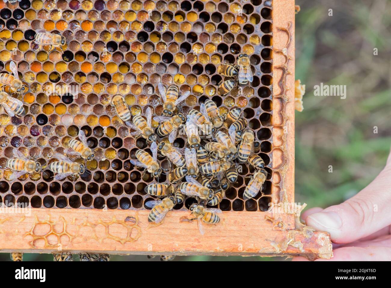 Colourful pollen on a Langstroth beehive frame, with honeybees. Raising ...