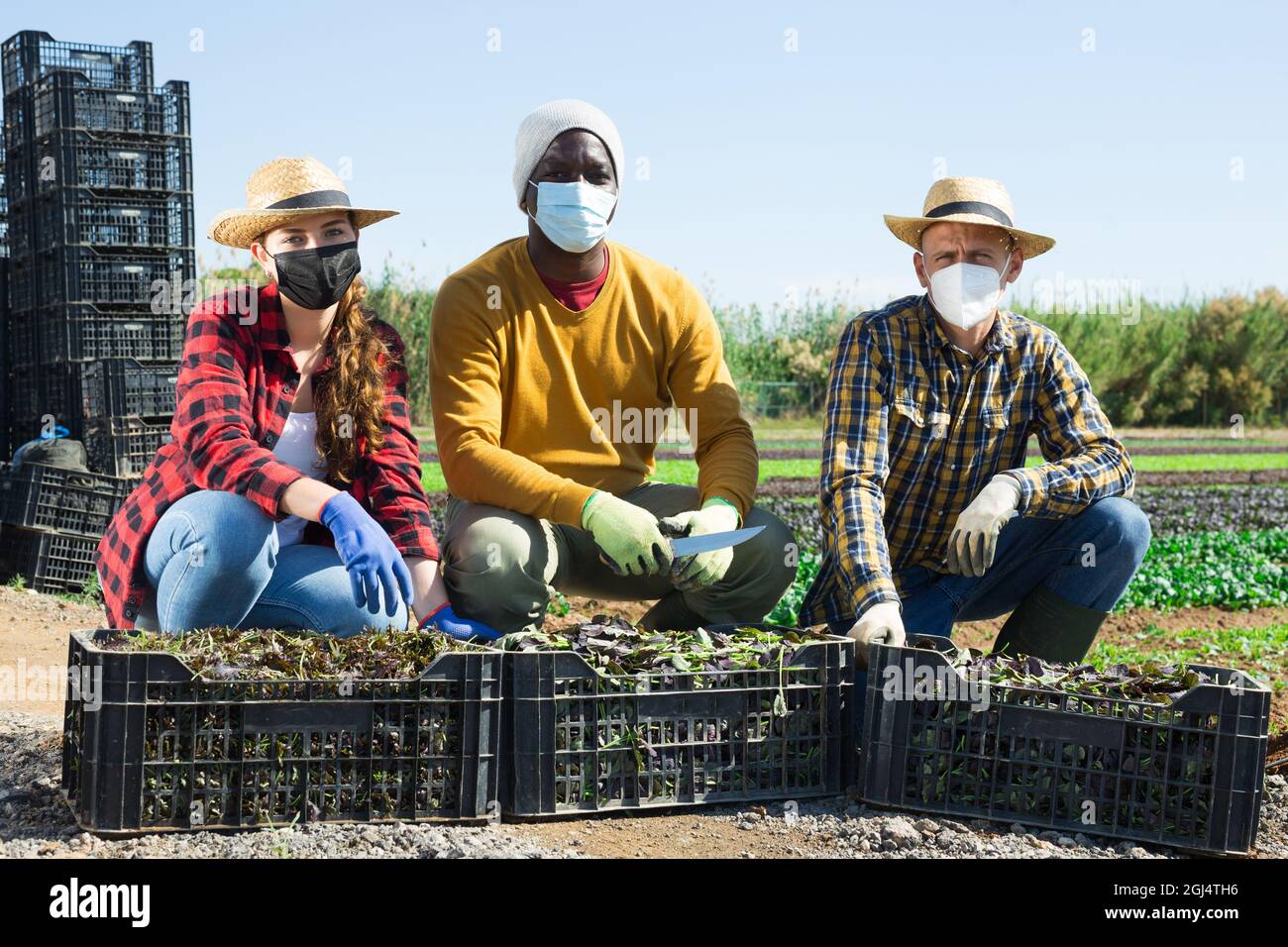 Three farmers posing on leaf vegetables field Stock Photo - Alamy