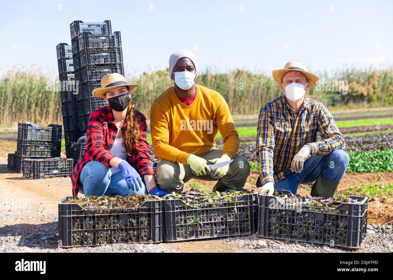 Group of farm workers in masks posing with crates at plantation Stock ...