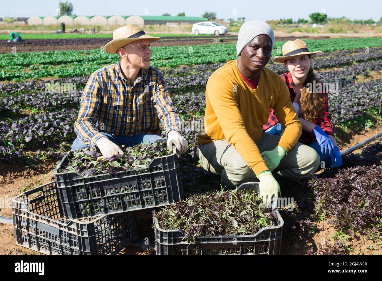 Multinational group of smiling farmers posing with crates at the farm ...