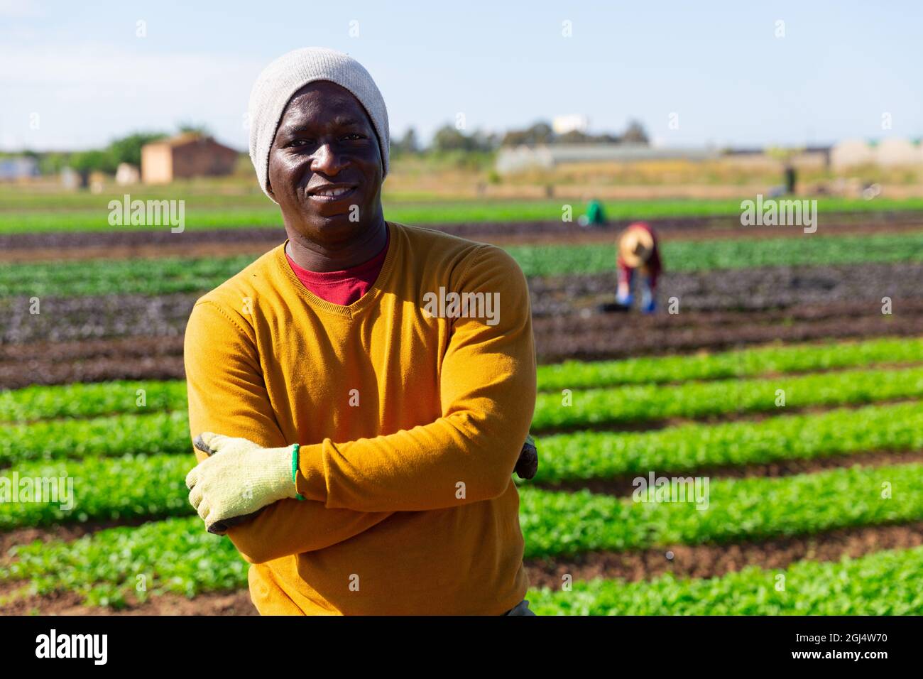 Portrait of african-american man engaged arugula in cultivation on ...