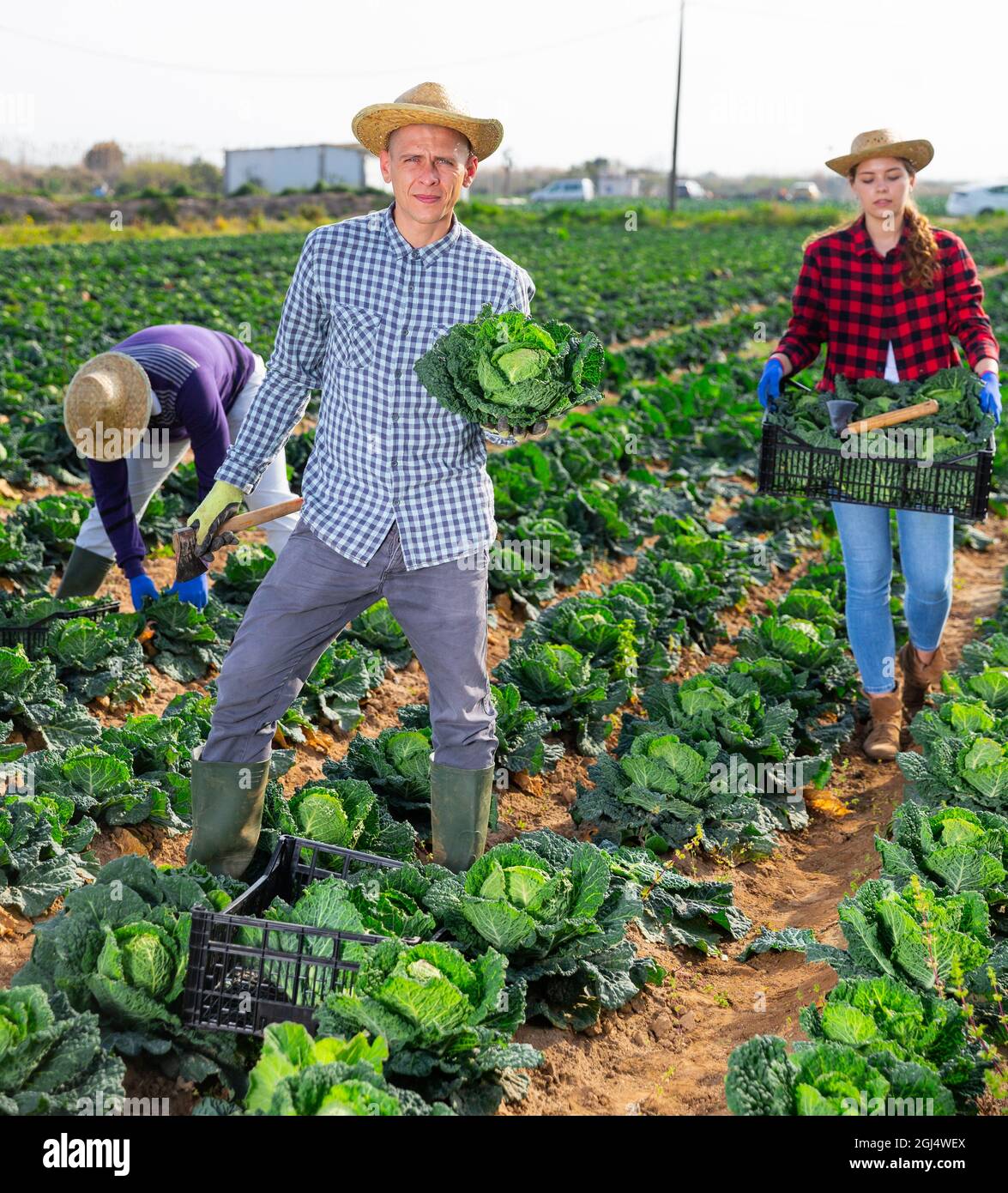 Agricultural worker harvesting savoy cabbage on farm plantation Stock ...