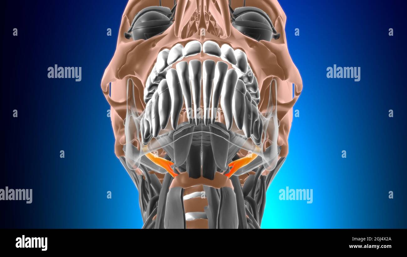Stylohyoid Muscle Anatomy For Medical Concept 3D Illustration Stock ...