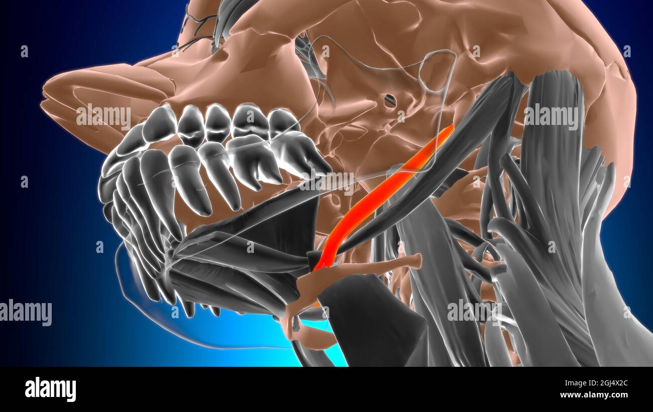 Stylohyoid Muscle Anatomy For Medical Concept 3D Illustration Stock ...