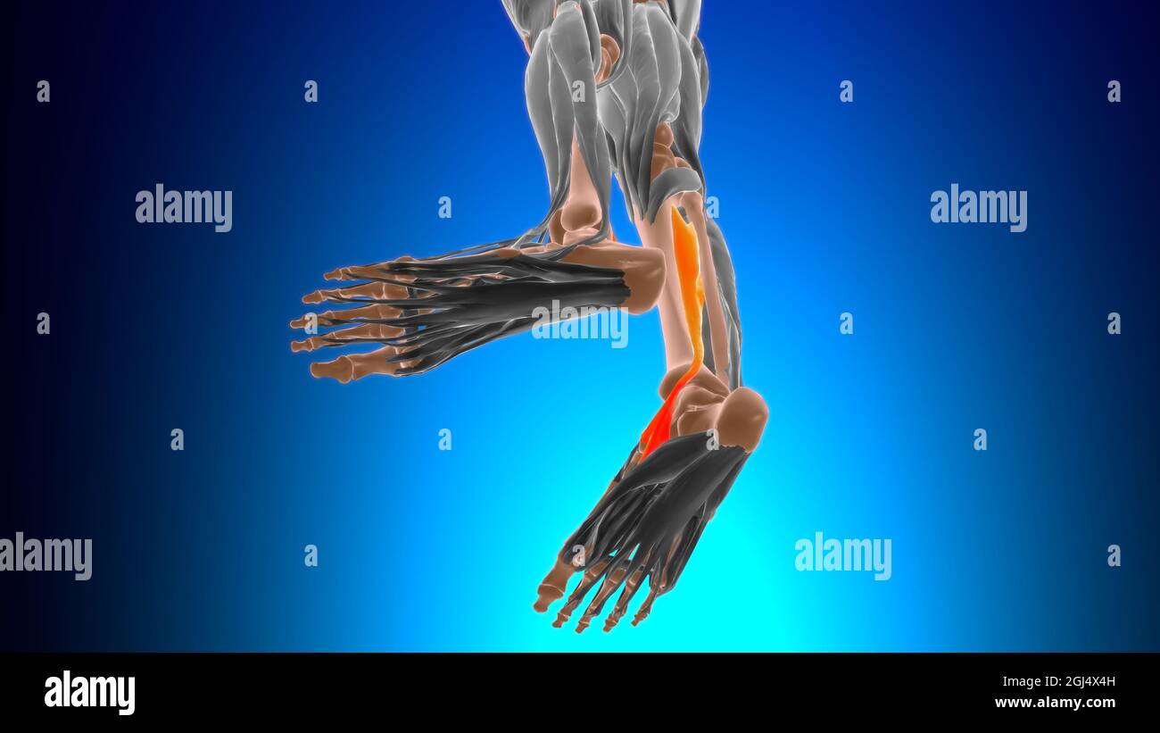 Tibialis posterior Muscle Anatomy For Medical Concept 3D Illustration ...