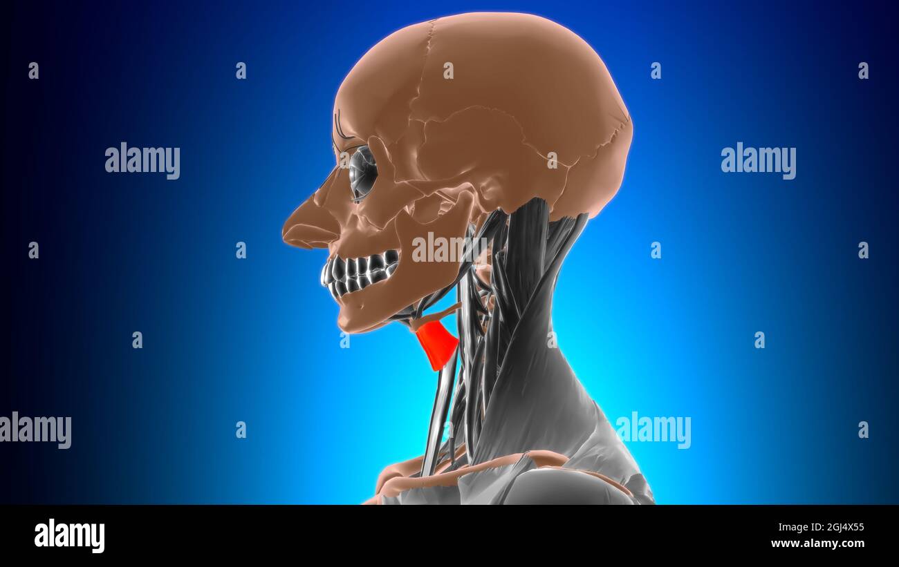 Thyrohyoid Muscle Anatomy For Medical Concept 3D Illustration Stock ...