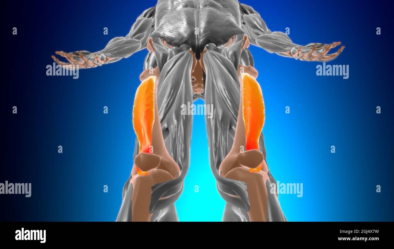 Vastus intermedius Muscle Anatomy For Medical Concept 3D Illustration ...