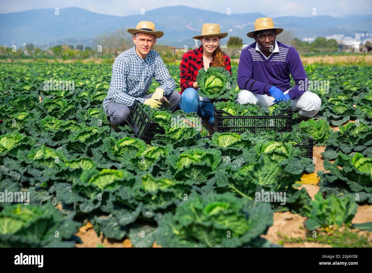 Three farmers are happy with harvested cabbage crop Stock Photo - Alamy