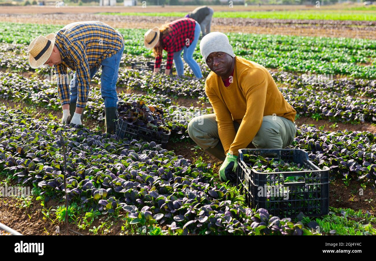 Mustard greens picking hi-res stock photography and images - Alamy