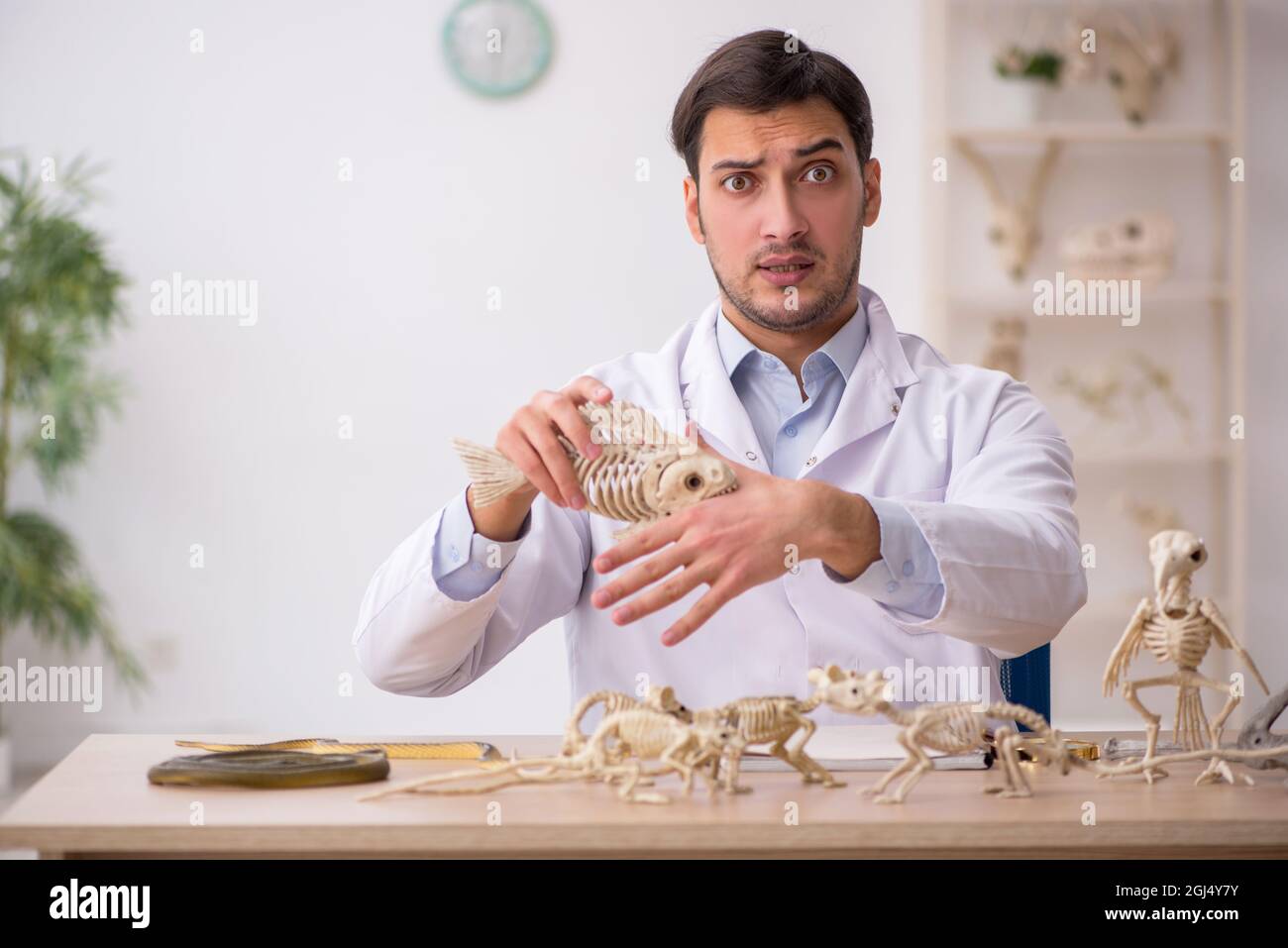 Young student paleontologist examining ancient animals at lab Stock ...