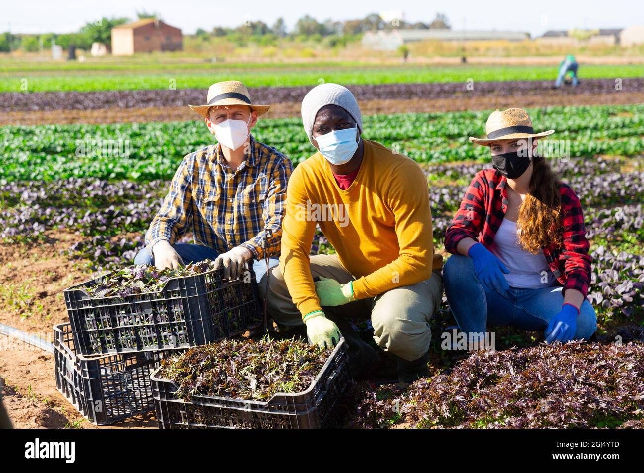 Group of farm workers in masks posing with crates at plantation Stock ...