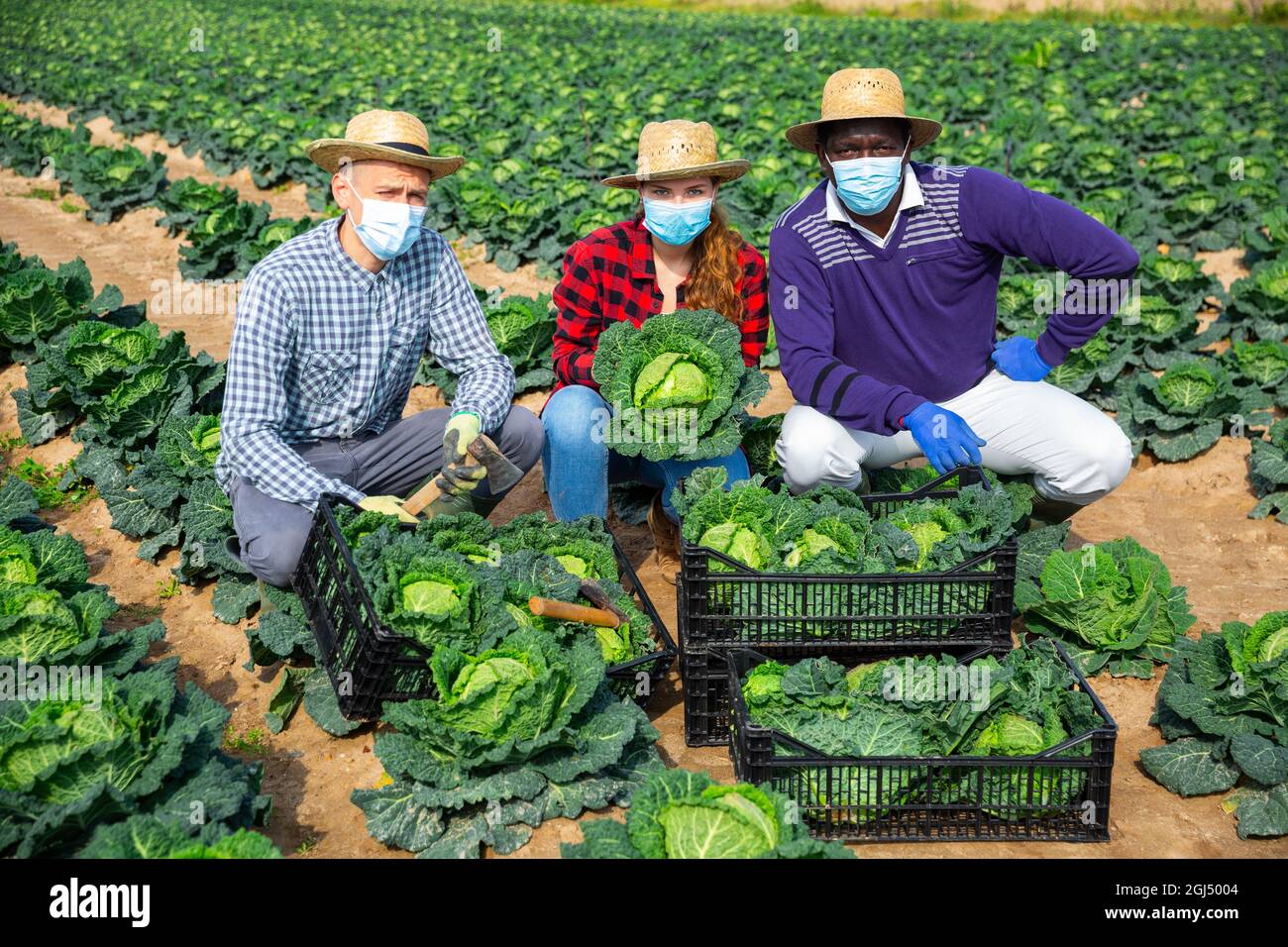Farmers in protective mask posing with cabbage Stock Photo - Alamy