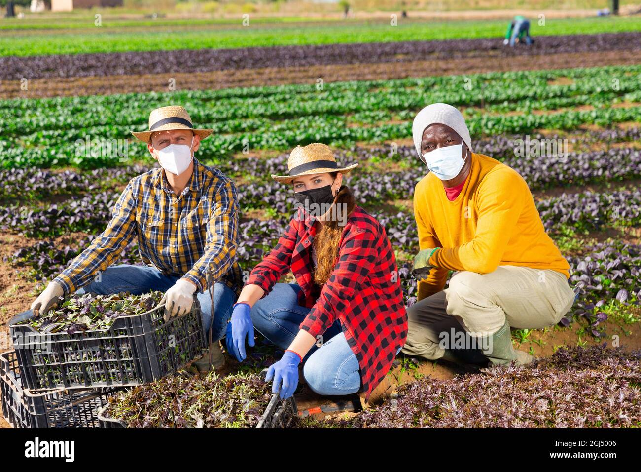 Three farmers posing on leaf vegetables field Stock Photo - Alamy