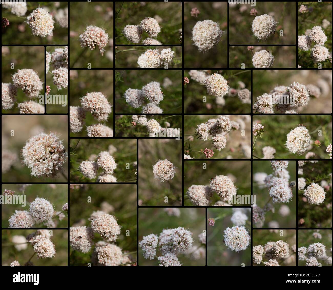 Collage of White cymose head inflorescences on California Buckwheat ...