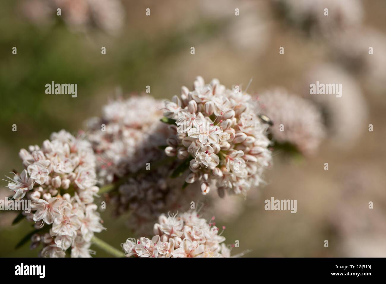 Polygonaceae hi-res stock photography and images - Alamy