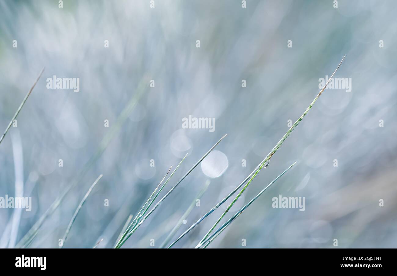 Texture, background, pattern of decorative grass Blue Fescue with rain drops. Bokeh with light ...