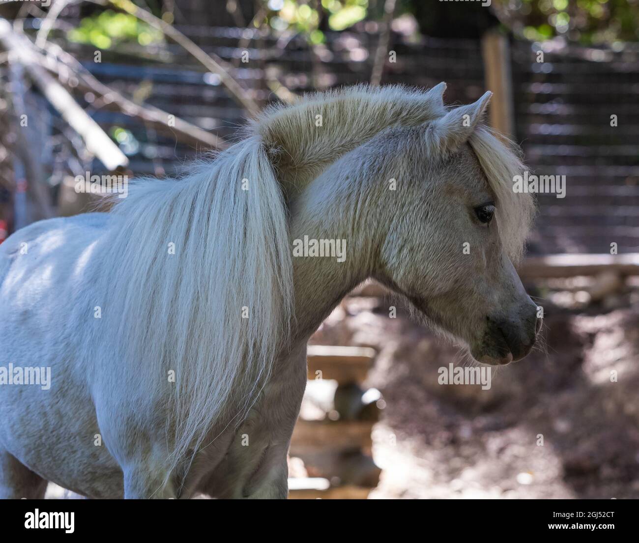 Mini stallion hi-res stock photography and images - Alamy