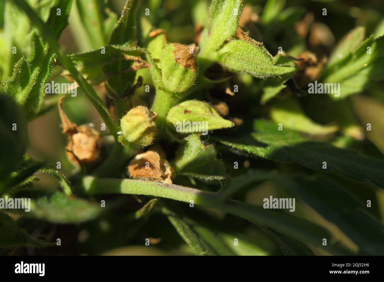 Marijuana farm. The commercial cultivation of marijuana for ...