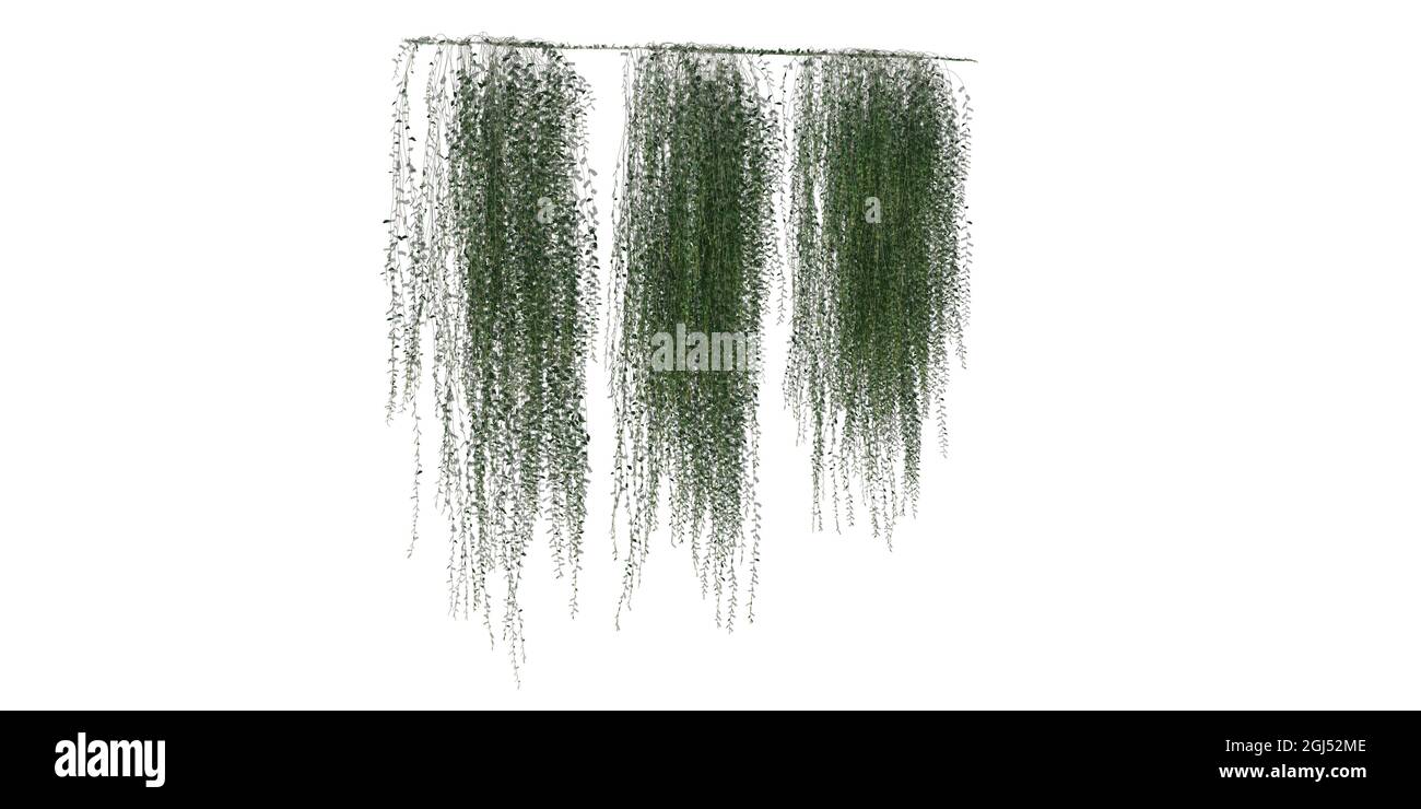 3D illustration climbing plants creepers isolated on white background ...