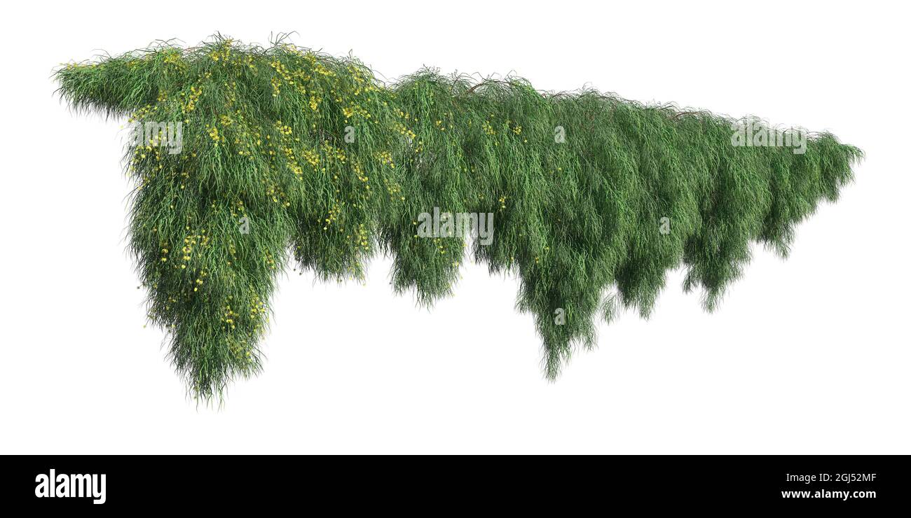 3D illustration climbing plants creepers isolated on white background ...