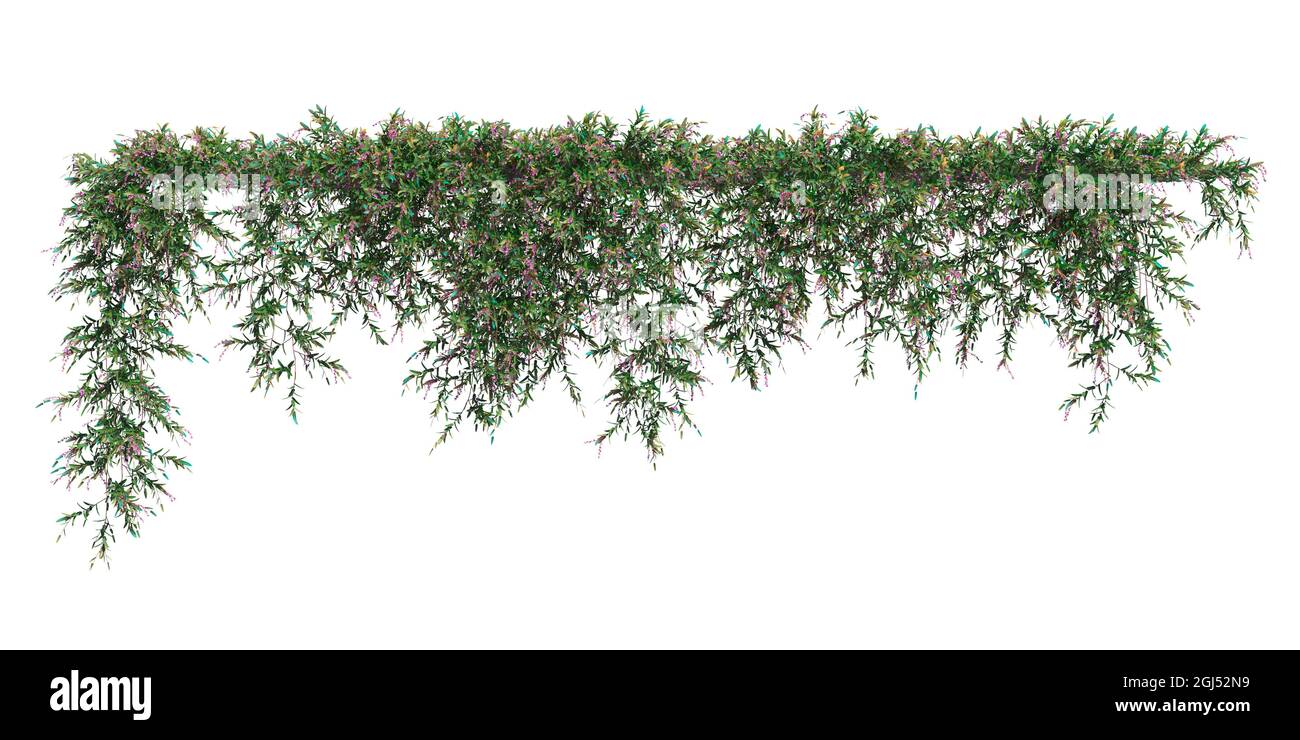 3D illustration climbing plants creepers isolated on white background ...