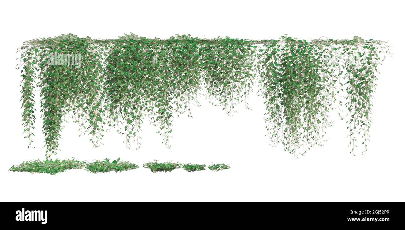 3D illustration climbing plants creepers isolated on white background ...