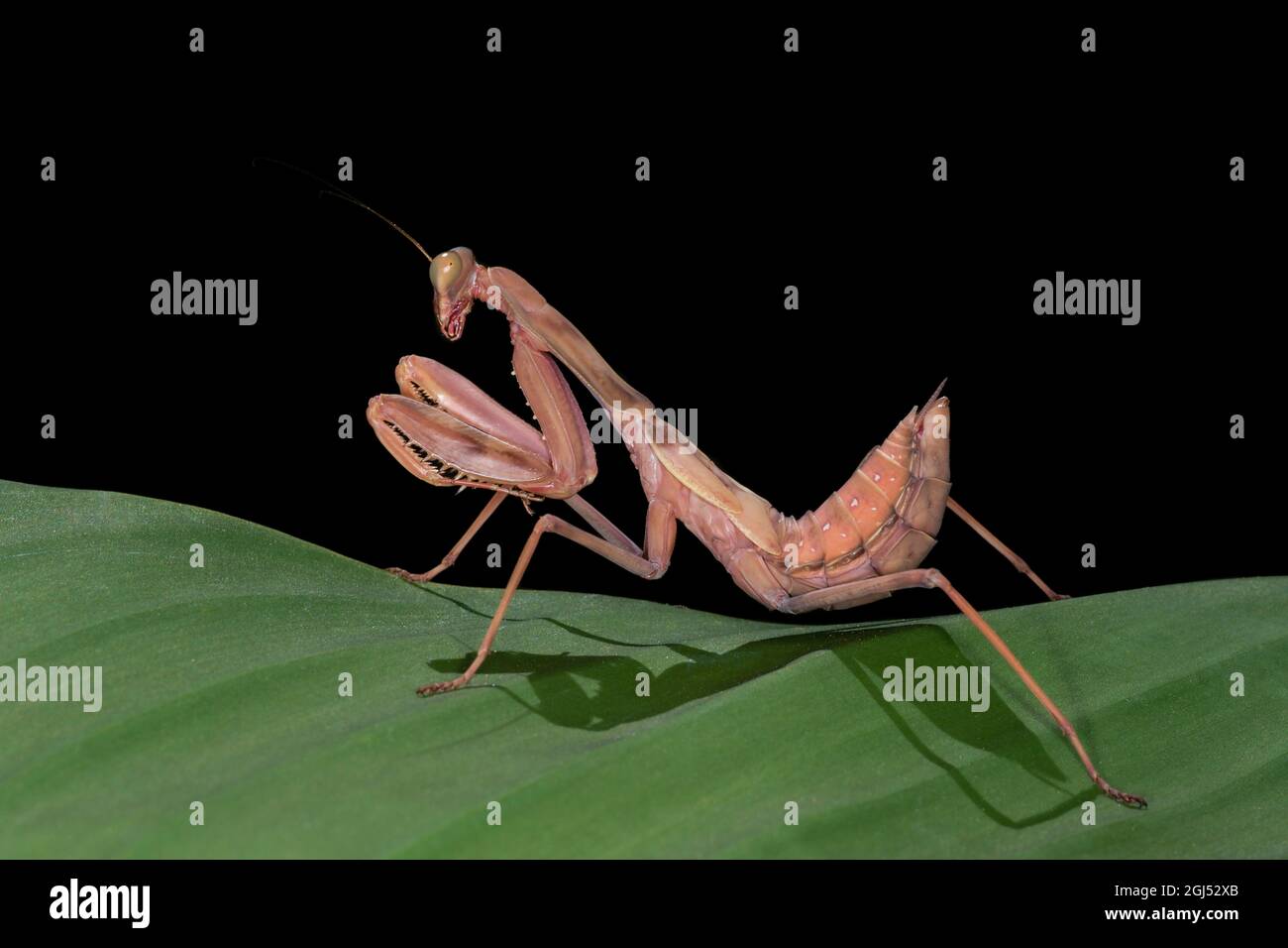 red mantis sitting on green leaf against black background Stock Photo ...