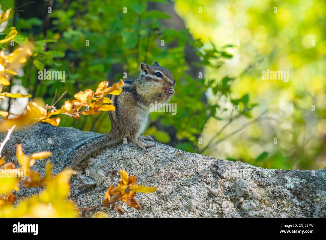 Gray chipmunk hi-res stock photography and images - Alamy