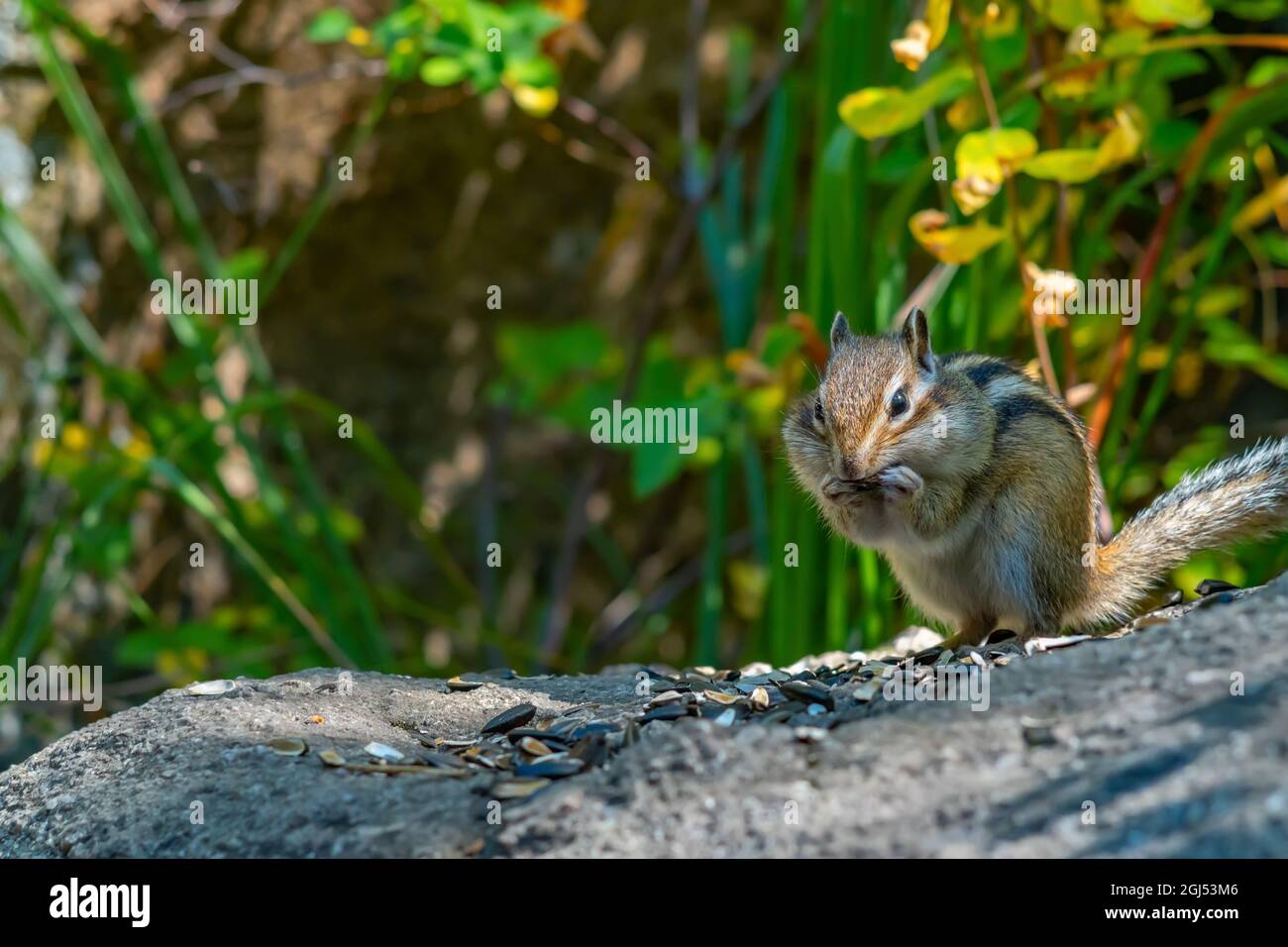 close-up, a view of the face of a chipmunk with large cheeks, sitting ...