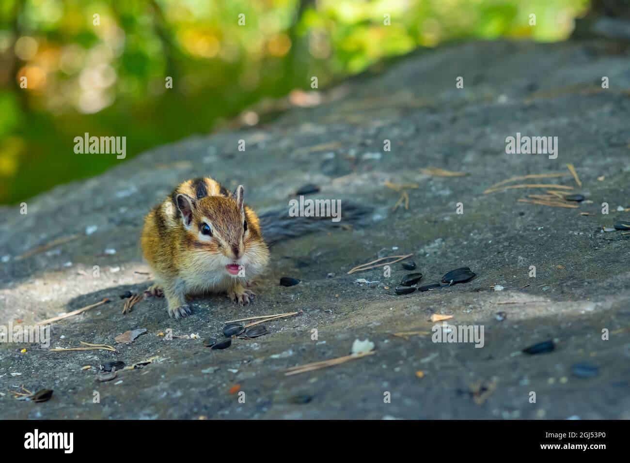 Striped chipmunk hi-res stock photography and images - Alamy
