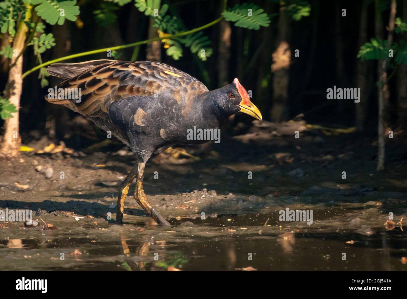 Image of Watercock bird (Gallicrex cinerea) looking for food in the ...