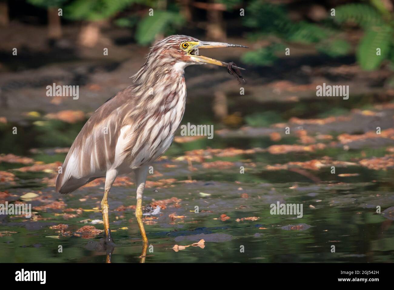Image of Chinese pond heron(Ardeola bacchus) looking for food in the ...
