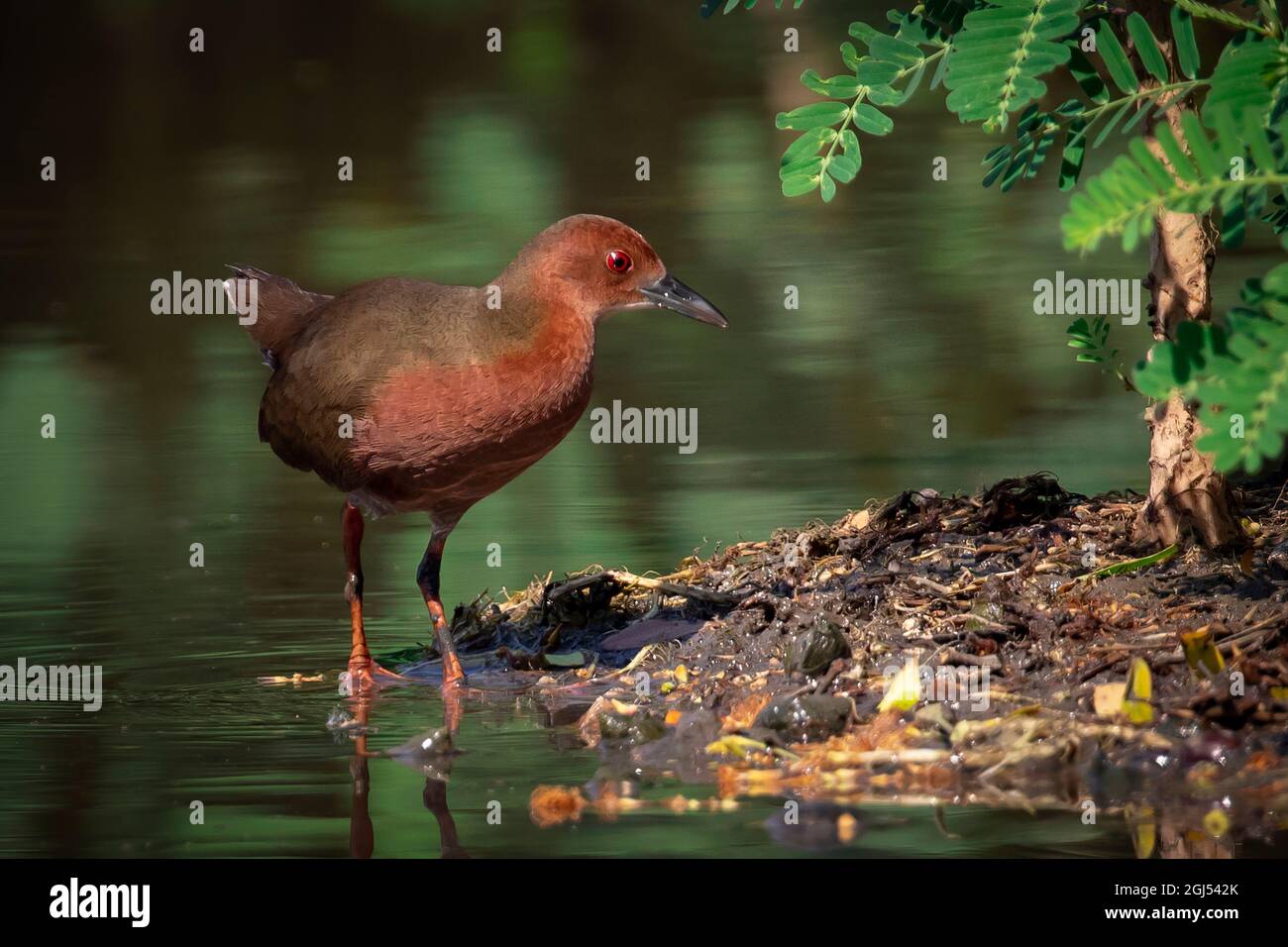 Crake Bird