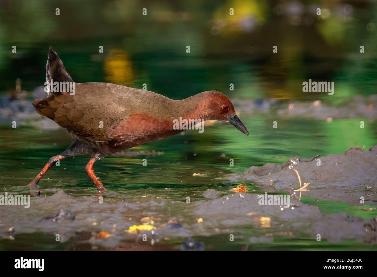 Image of Ruddy-breasted crake bird(Porzana fusca) are looking for food in swamp on nature ...