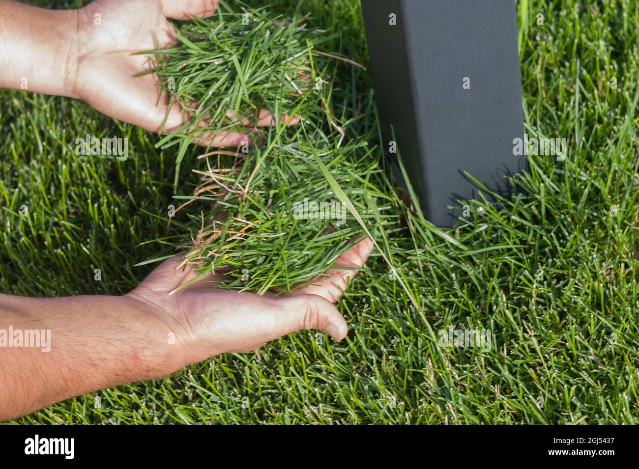 closeup of male hands holding trimmed grass, outdoor shot Stock Photo ...