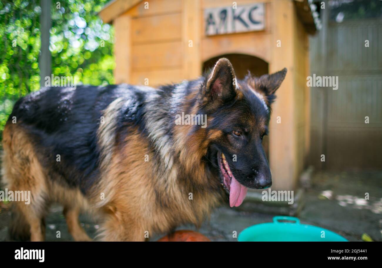 After a three-week hard battle, the German shepherd Ajax is the winner ...