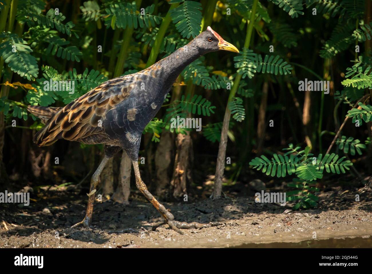 Image of Watercock bird (Gallicrex cinerea) looking for food in the ...
