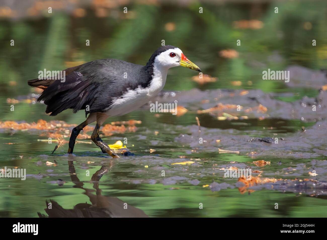 Image of white-breasted waterhen bird(Amaurornis phoenicurus) are ...