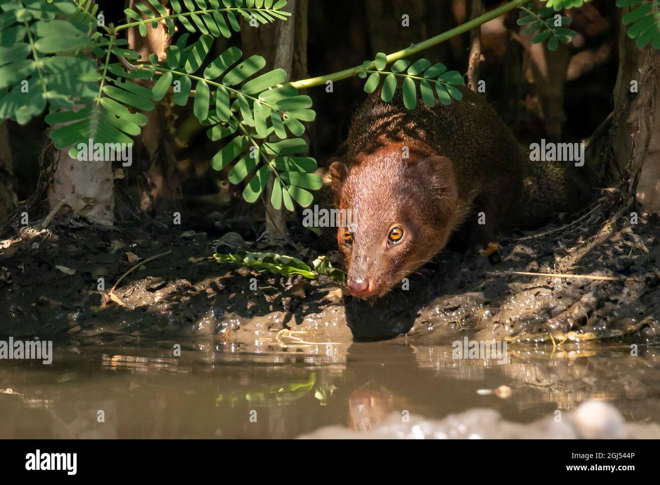 Image of Small asian mongoose(Herpestes javanicus) eating water in a ...