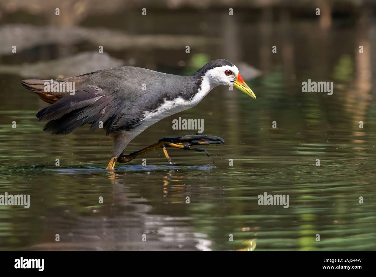 Image of white-breasted waterhen bird(Amaurornis phoenicurus) are ...