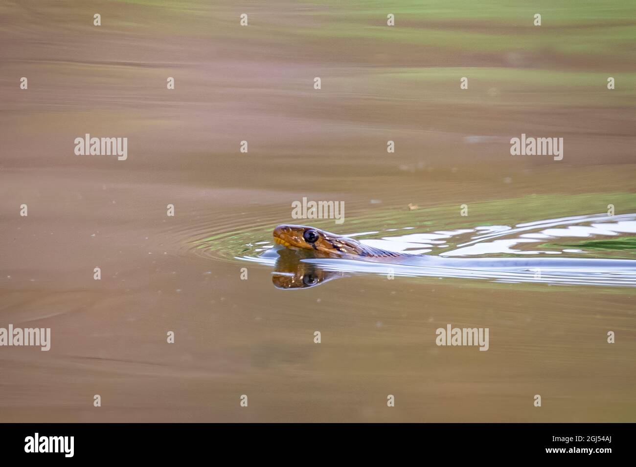 Image of snakes are swimming on the river. Reptile. Animals Stock Photo ...